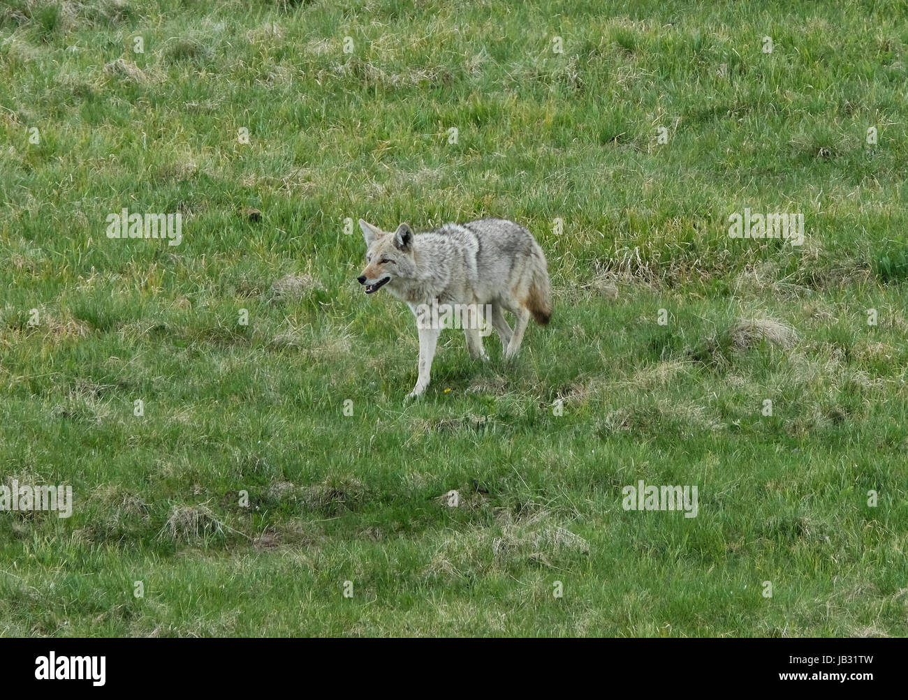 Coyote wildlife hi-res stock photography and images - Alamy