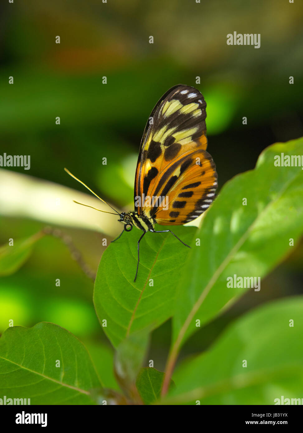 Numata Butterfly (Heliconius numata Stock Photo - Alamy