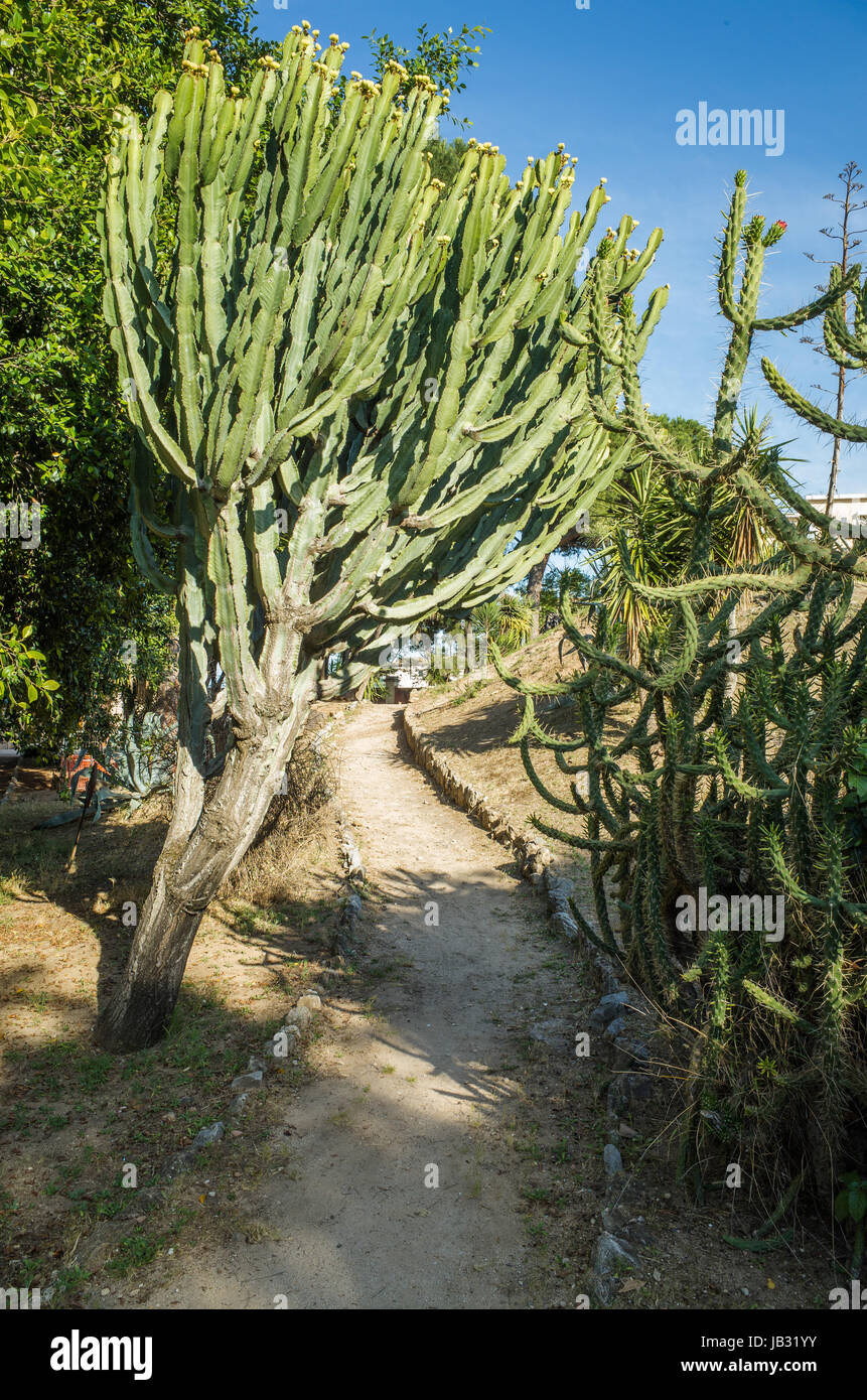 Cactus in a path, Villa Giulia in Palermo; Italy Stock Photo - Alamy