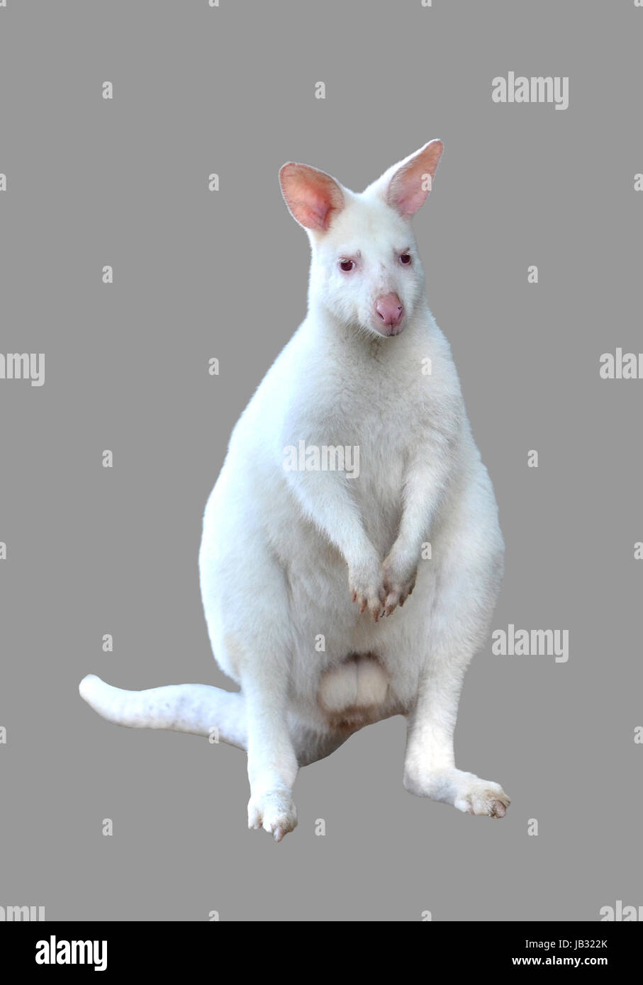 albino wallaby isolated on white background Stock Photo - Alamy