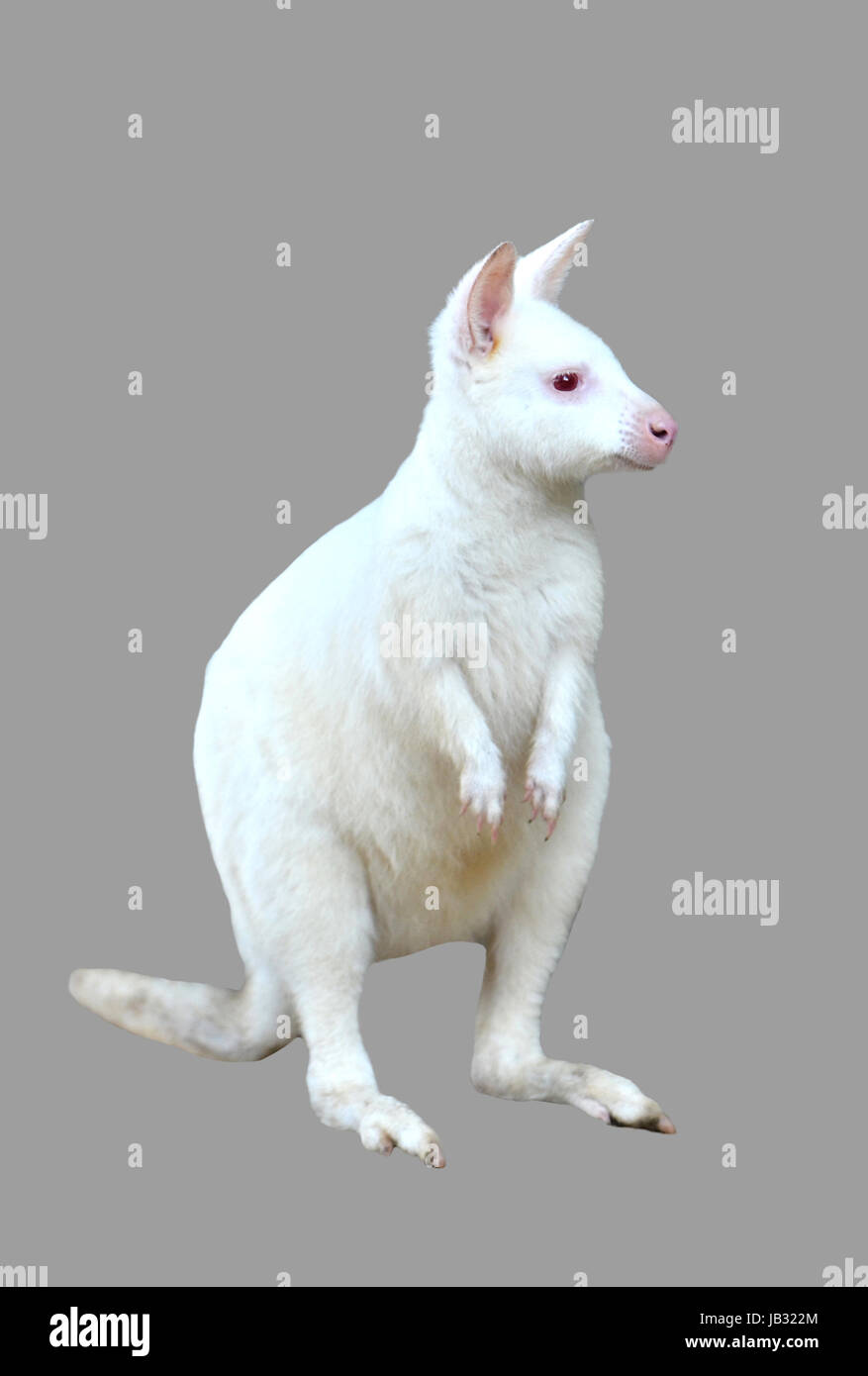 albino wallaby isolated on white background Stock Photo - Alamy