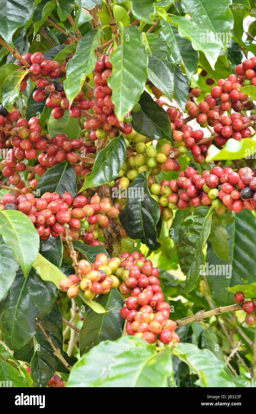 fresh arabica coffee bean in coffee garden Stock Photo - Alamy