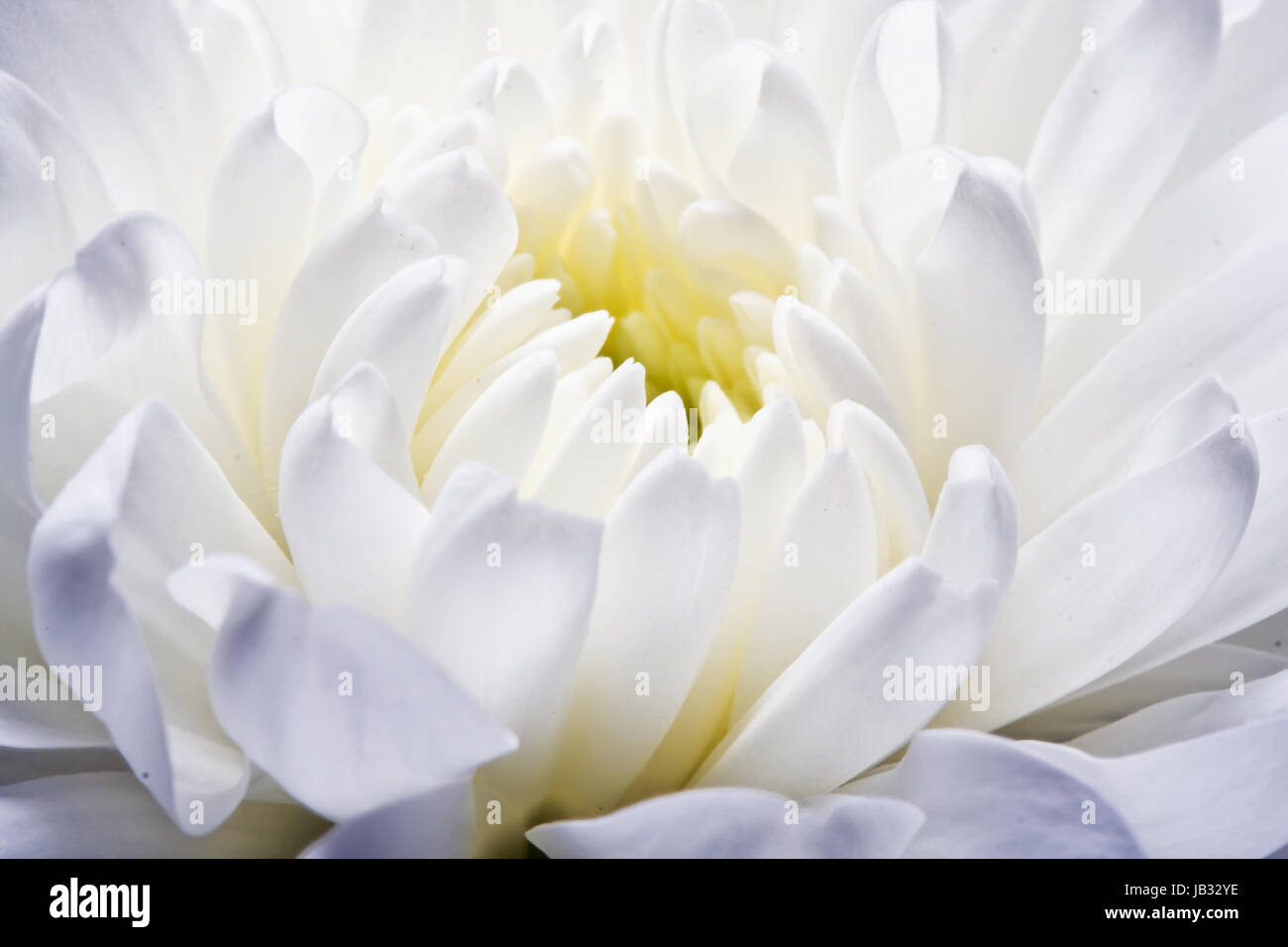 Beautiful white chrysanthemum close up Stock Photo - Alamy