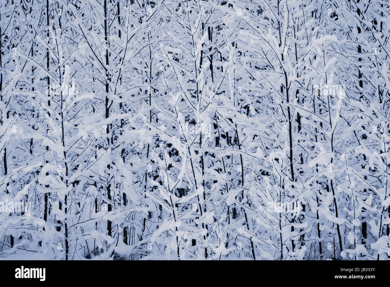 Winter trees background. Winter landscape with trees Stock Photo - Alamy