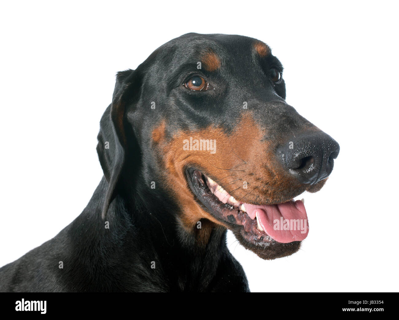 doberman pinscher in front of white background Stock Photo - Alamy