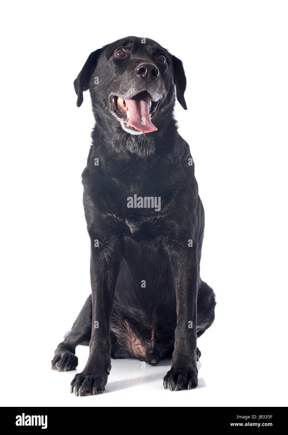 old labrador retriever in front of a white background Stock Photo - Alamy