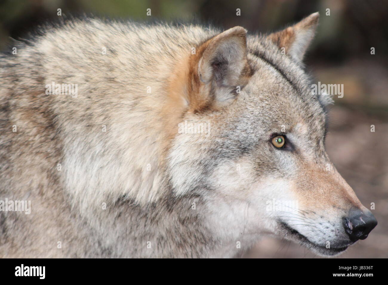 wolf in profile Stock Photo - Alamy