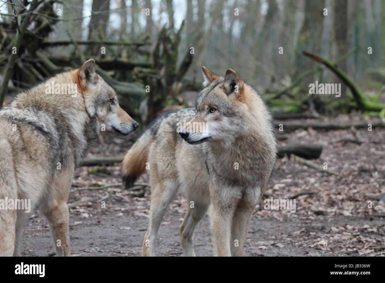 dispute between wolves Stock Photo - Alamy