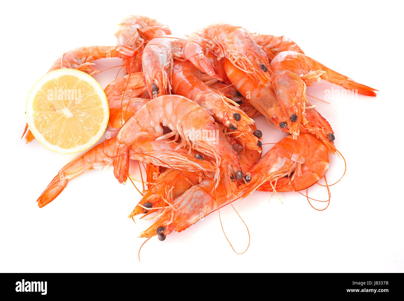 common prawn in front of white background Stock Photo - Alamy