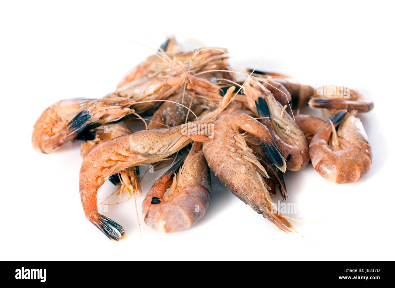 gray shrimp in front of white background Stock Photo - Alamy