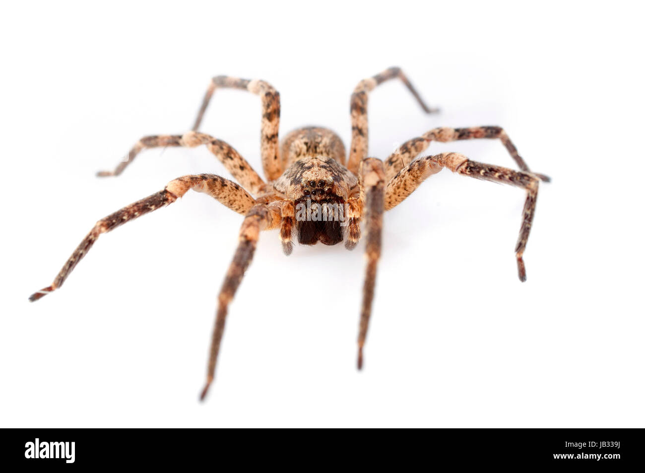 House spiders in front of white background Stock Photo - Alamy