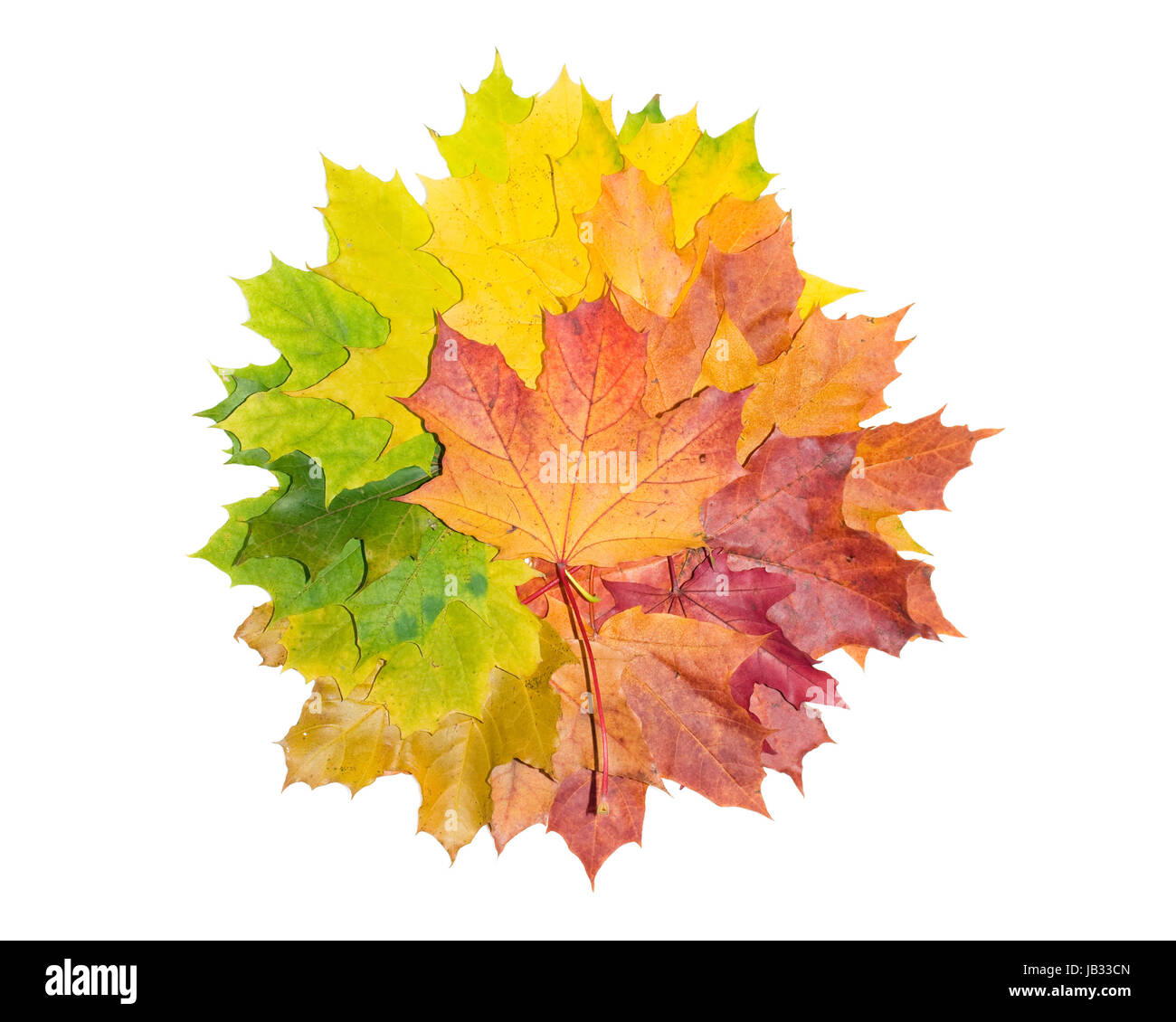 Tree leaves background limb Cut Out Stock Images & Pictures - Alamy