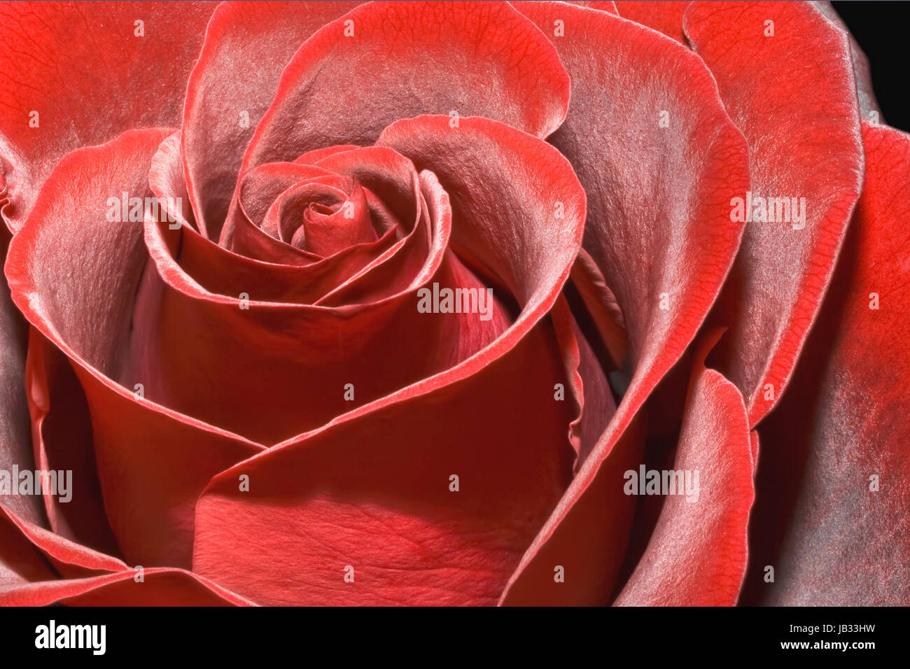 Lush and beautiful red rose, high quality macro Stock Photo - Alamy