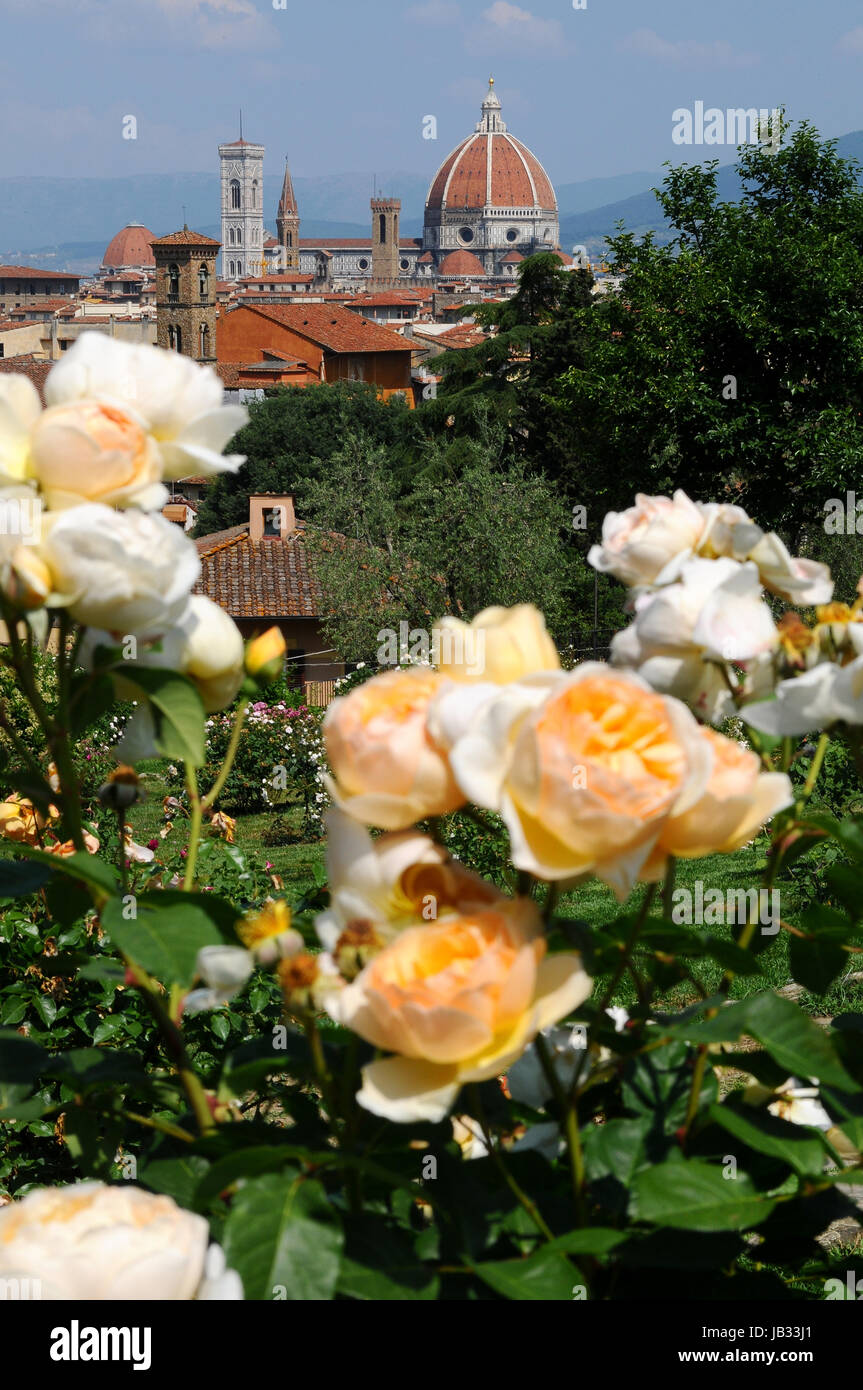 Yellow roses at Giardino delle Rose, Florence, with Cathedral Santa ...