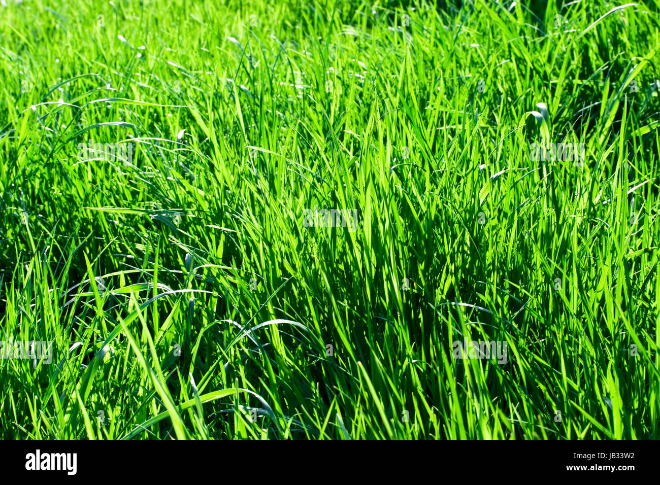 Green natural grass. it can be used as background Stock Photo - Alamy
