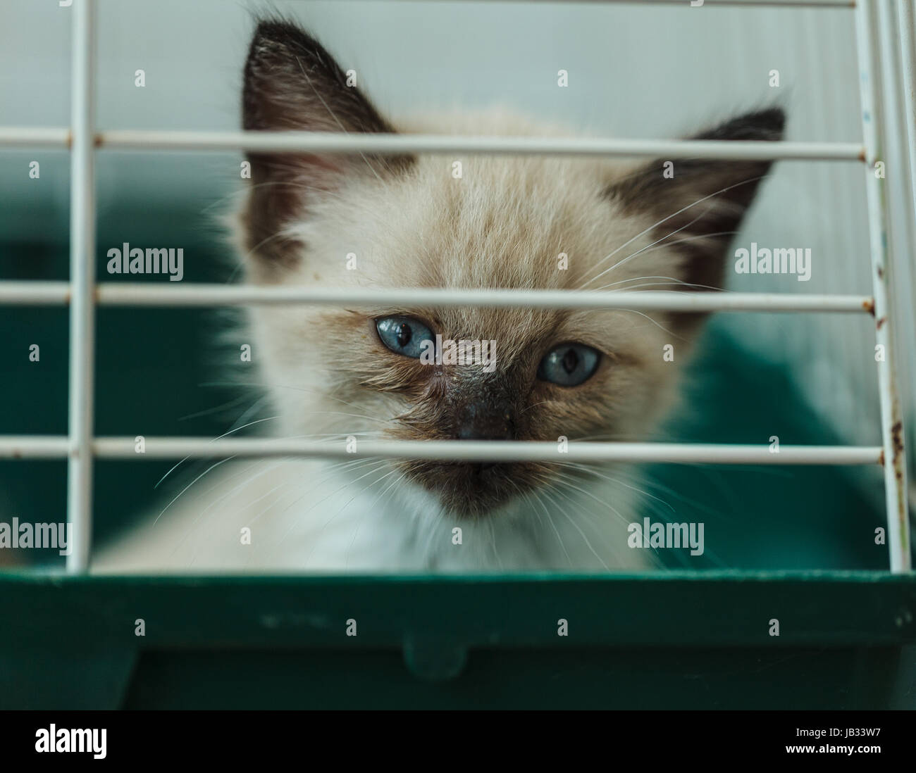 Homeless kitten in a cage in an animal shelter Stock Photo - Alamy