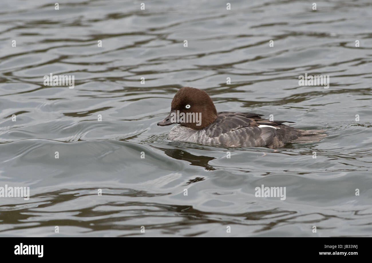 Female Goldeneye-Bucephala clangula. Spring. Uk Stock Photo - Alamy