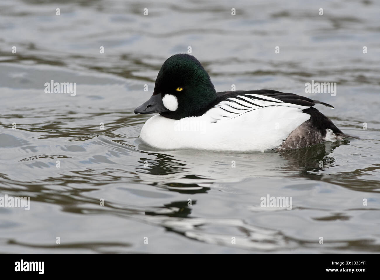 Male Goldeneye-Bucephala clangula. Spring. Uk Stock Photo - Alamy