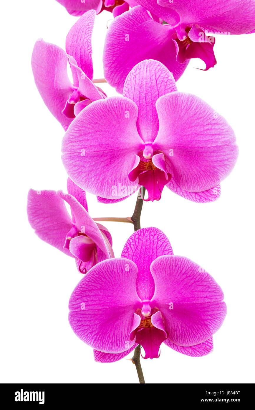 Orchid radiant flower Stock Photo - Alamy
