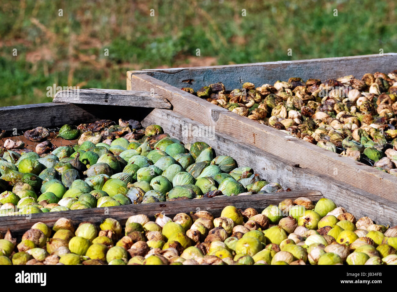 ripe figs on drying Stock Photo - Alamy