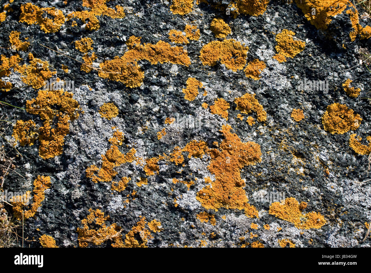 lichen pattern on a stone Stock Photo - Alamy