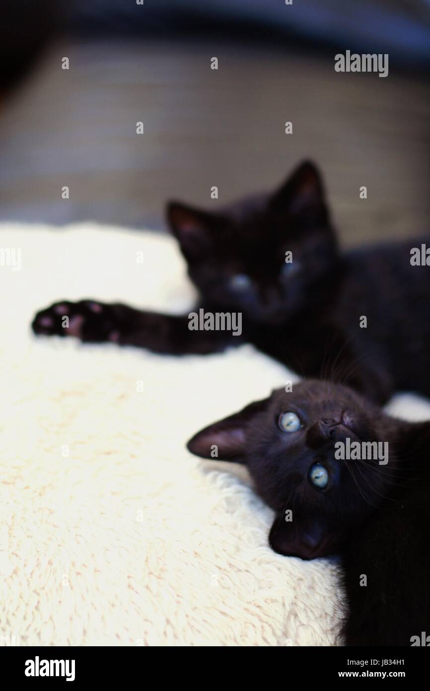 Two black cats basking in the sunshine black kittens, connection ...