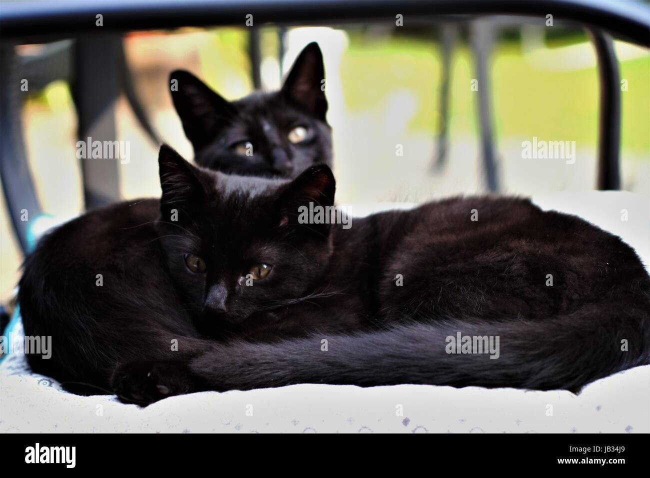 Two black cats basking in the sunshine in the garden black kittens ...
