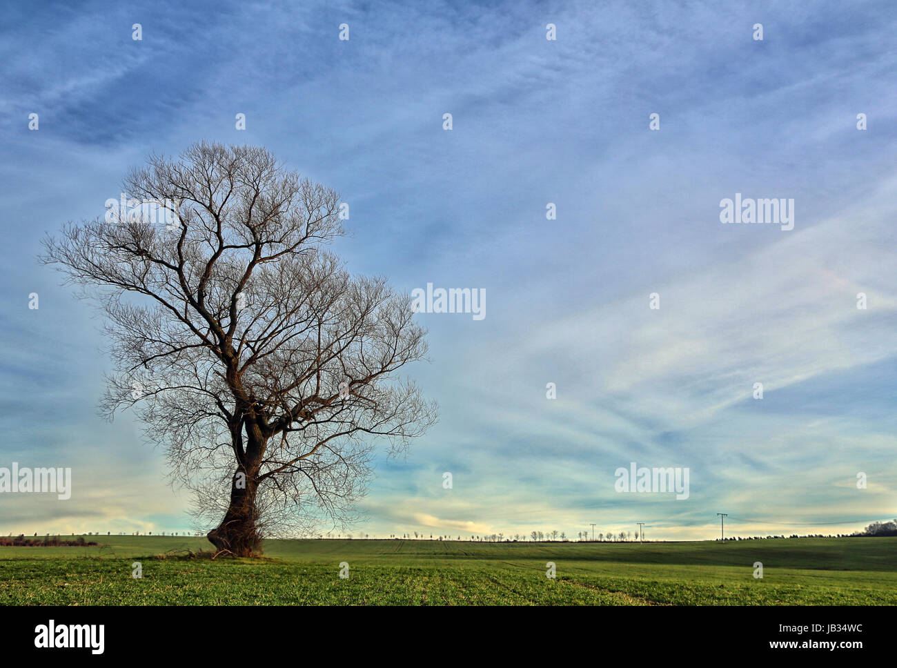 still life with tree Stock Photo - Alamy