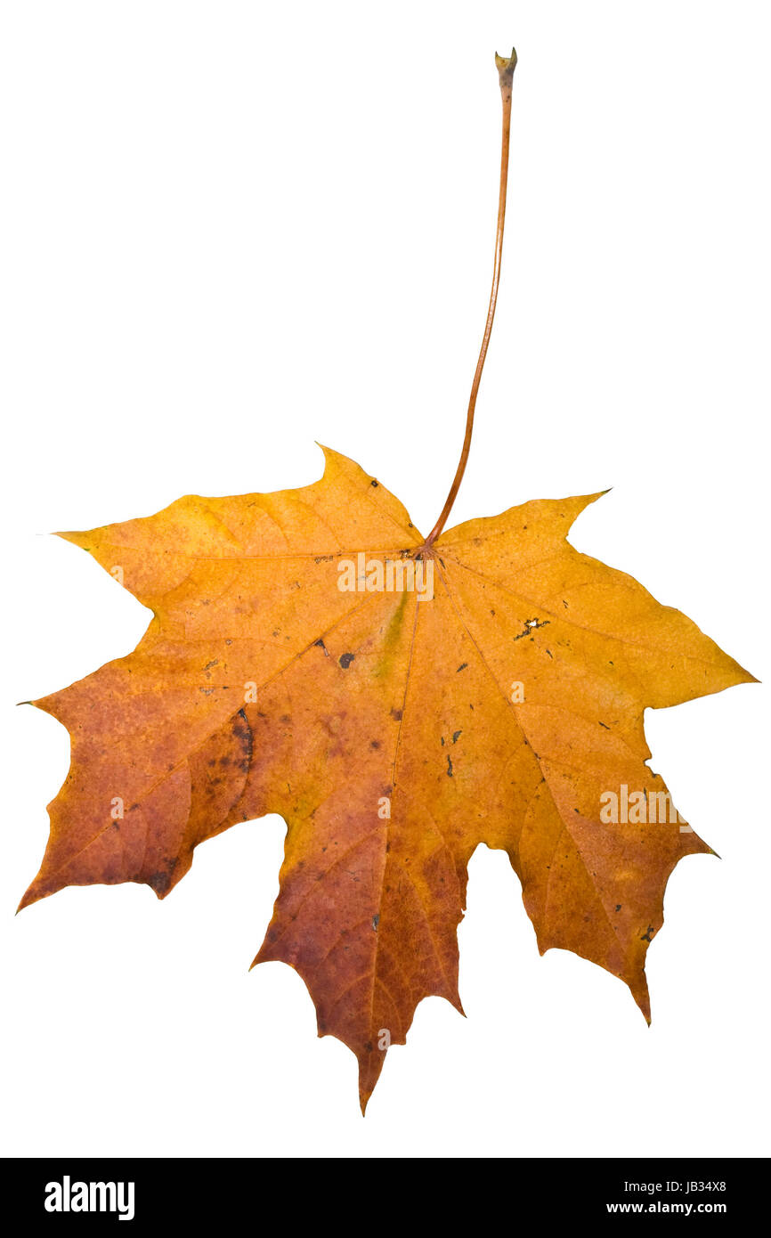 Maple leaf isolated on white Stock Photo - Alamy