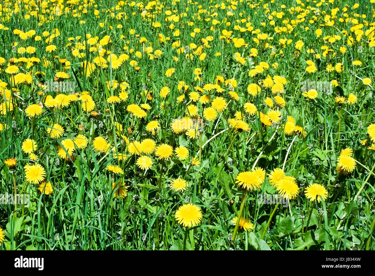 Green and yellow dandelion field Stock Photo - Alamy