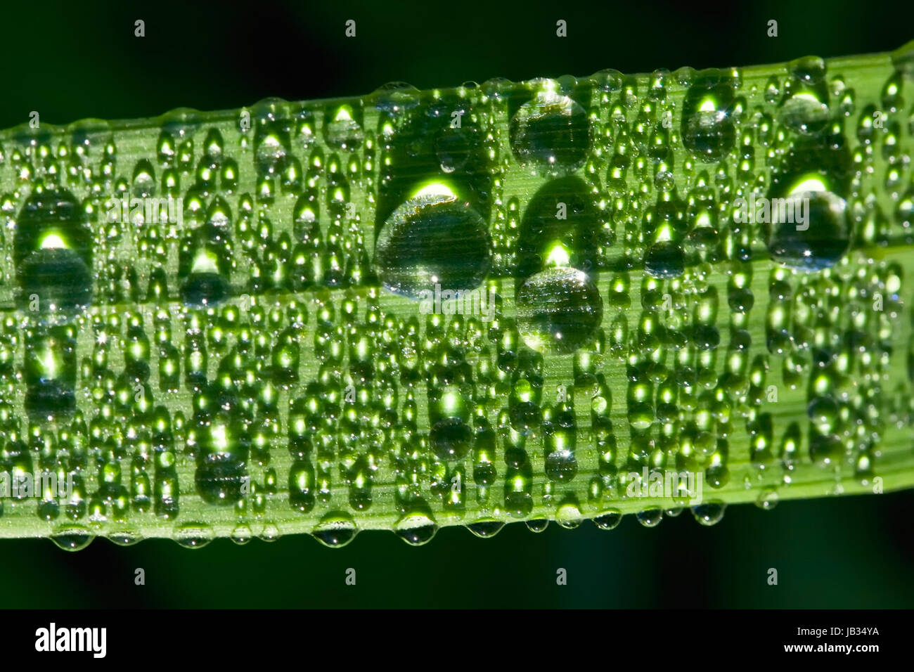 Close up view of the dew water drops on a plant Stock Photo - Alamy