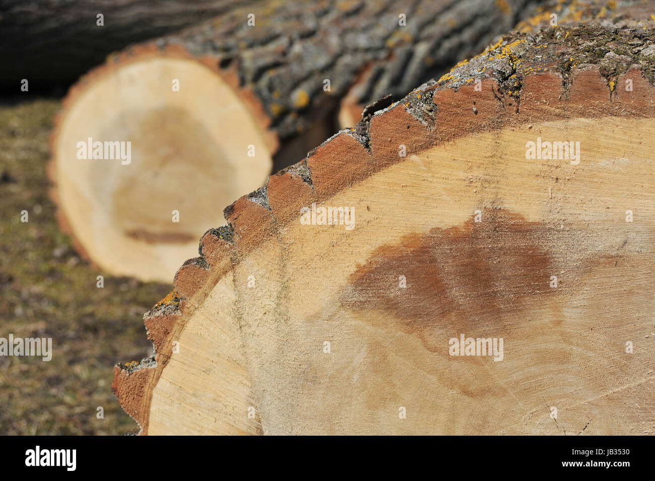 Felled poplars hi-res stock photography and images - Alamy