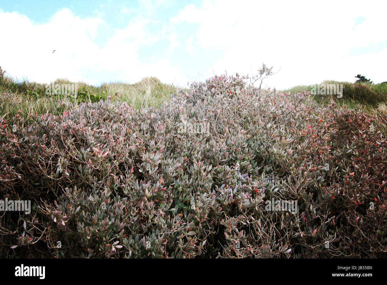 Heather and grass hi-res stock photography and images - Alamy