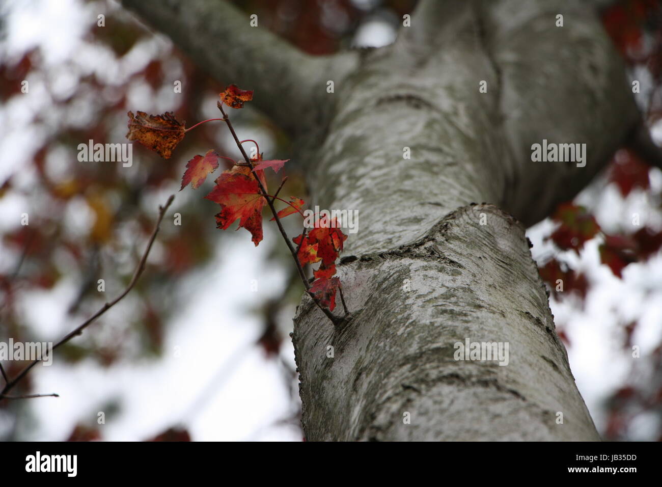 Small branch on a big tree Stock Photo - Alamy