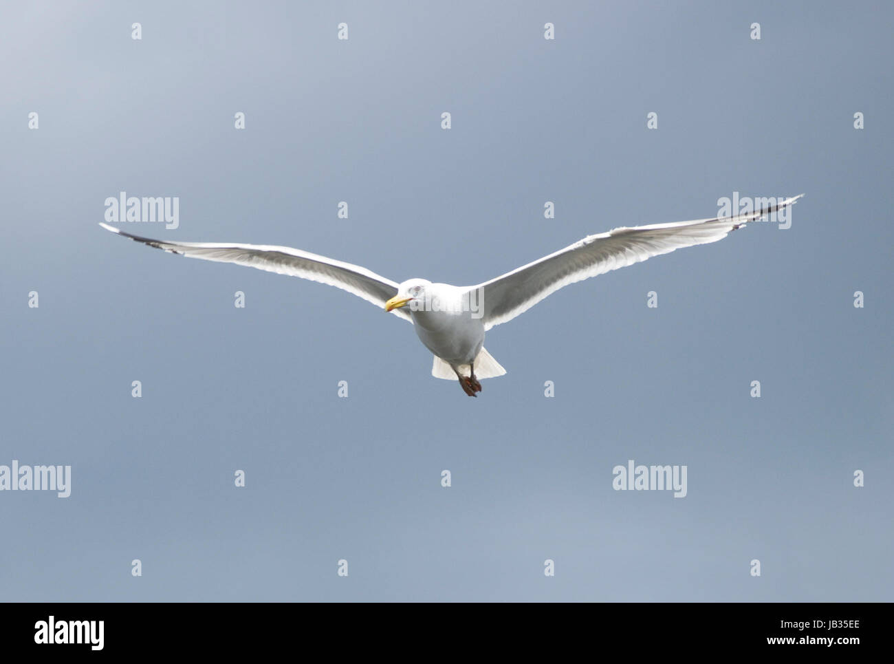 Seagull on cloudy sky background Stock Photo - Alamy