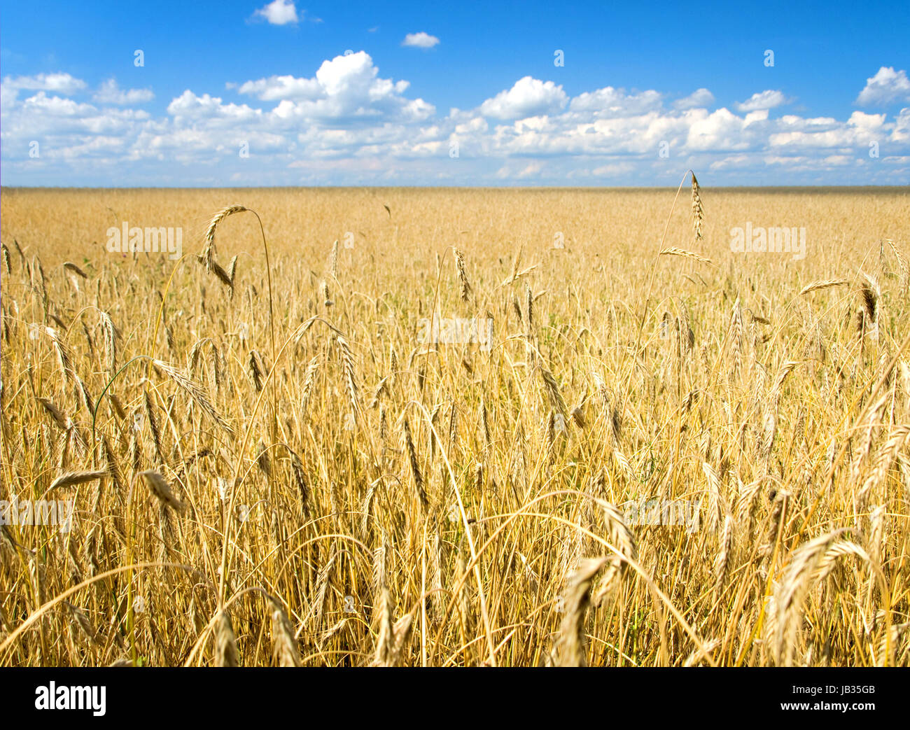 Magnificent view of a wheat field on the blue sky and fluffy clouds ...
