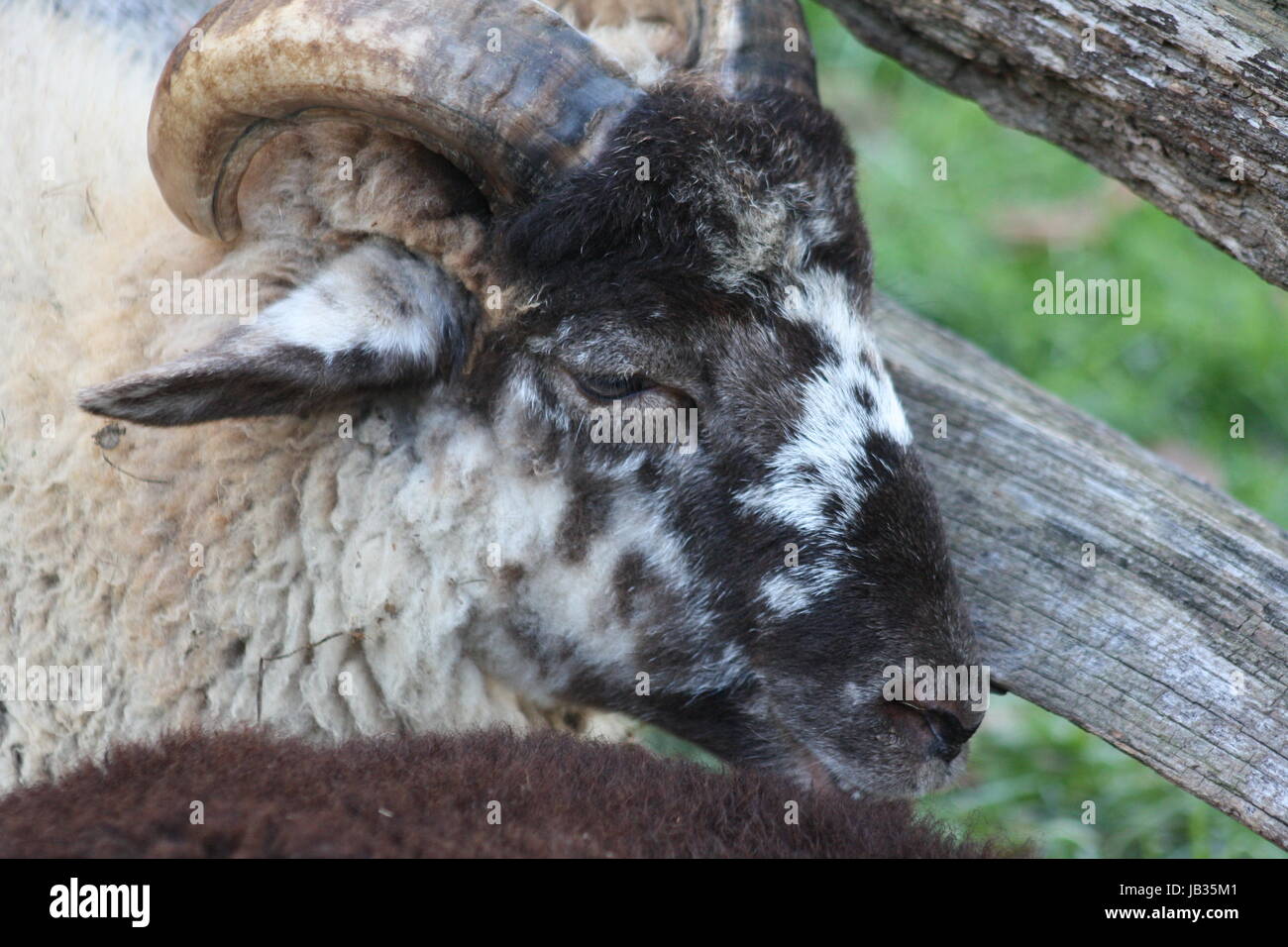 Breeding Mount High Resolution Stock Photography and Images - Alamy