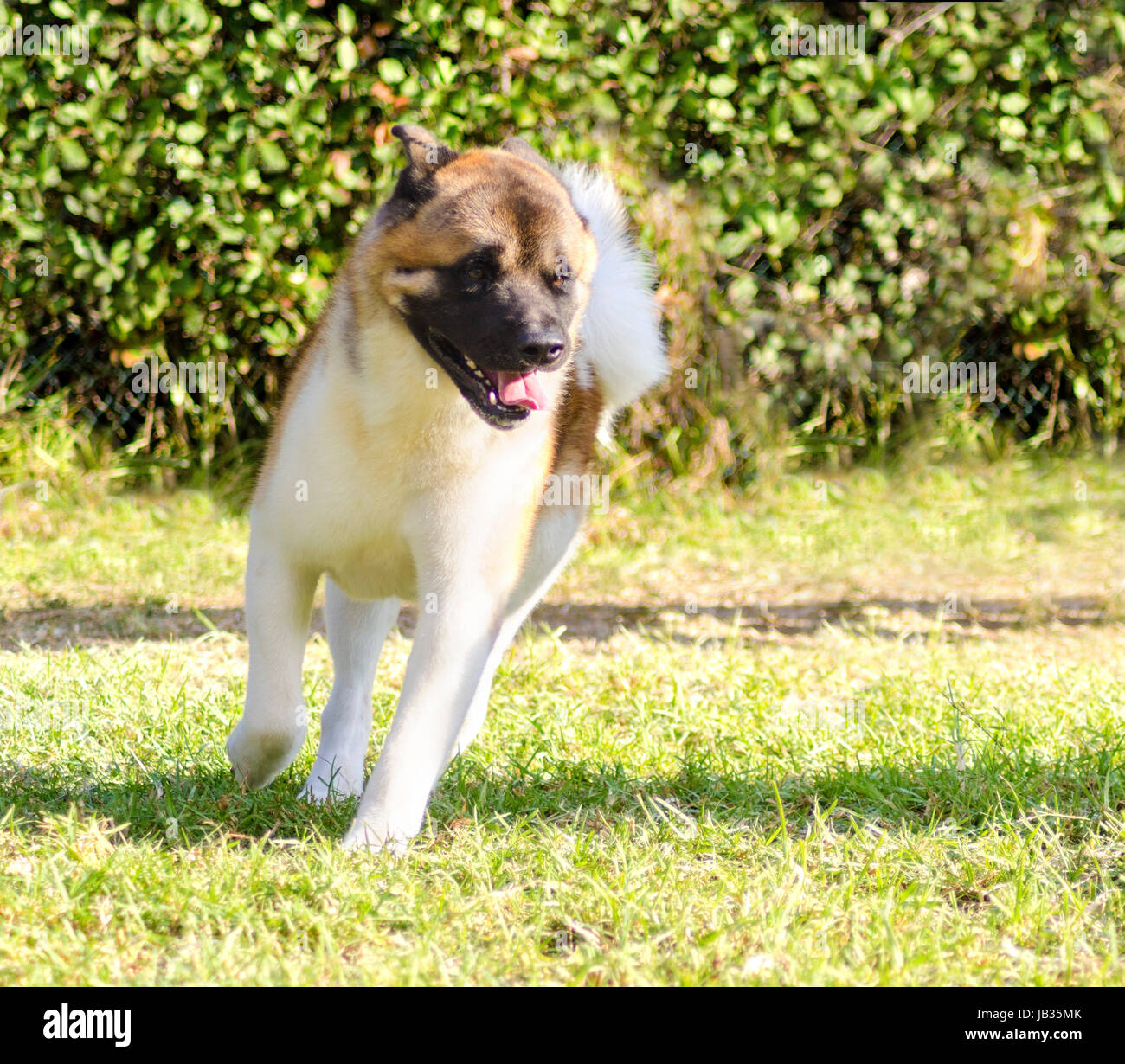 A front view of a sable, white and brown pinto American Akita dog ...