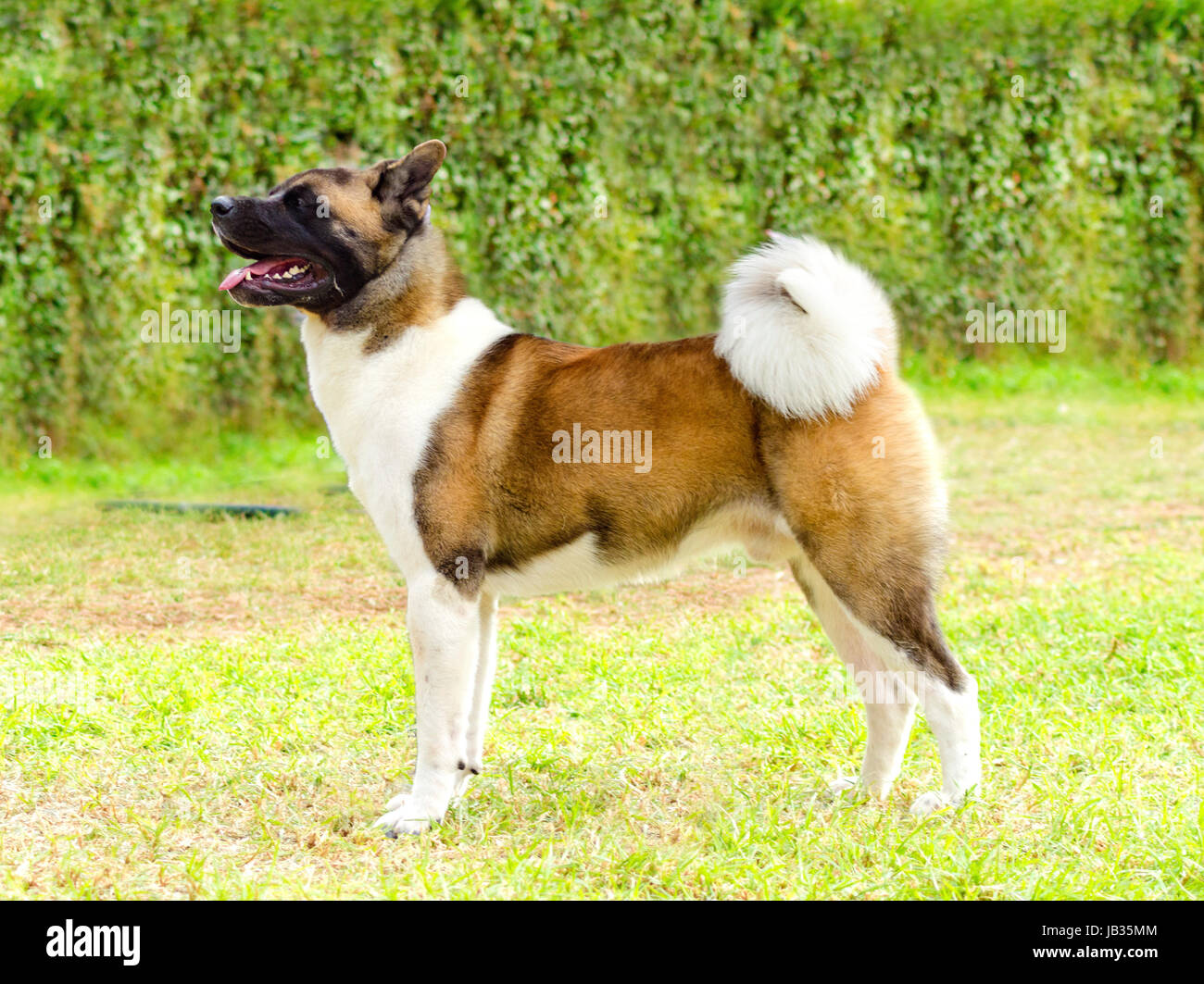 A profile view of a sable, white and brown pinto American Akita dog ...