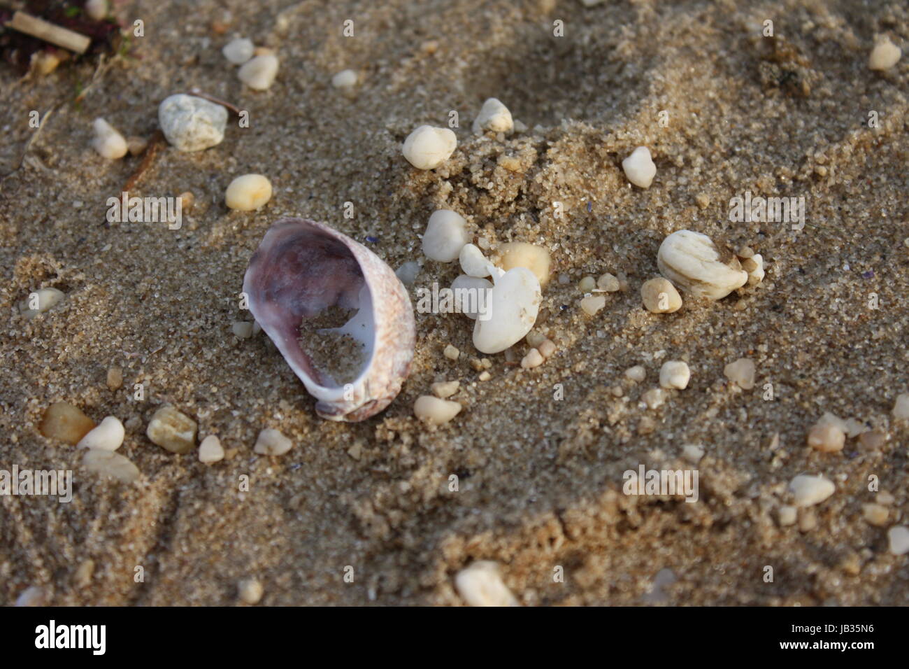 Shells in the sand Stock Photo - Alamy