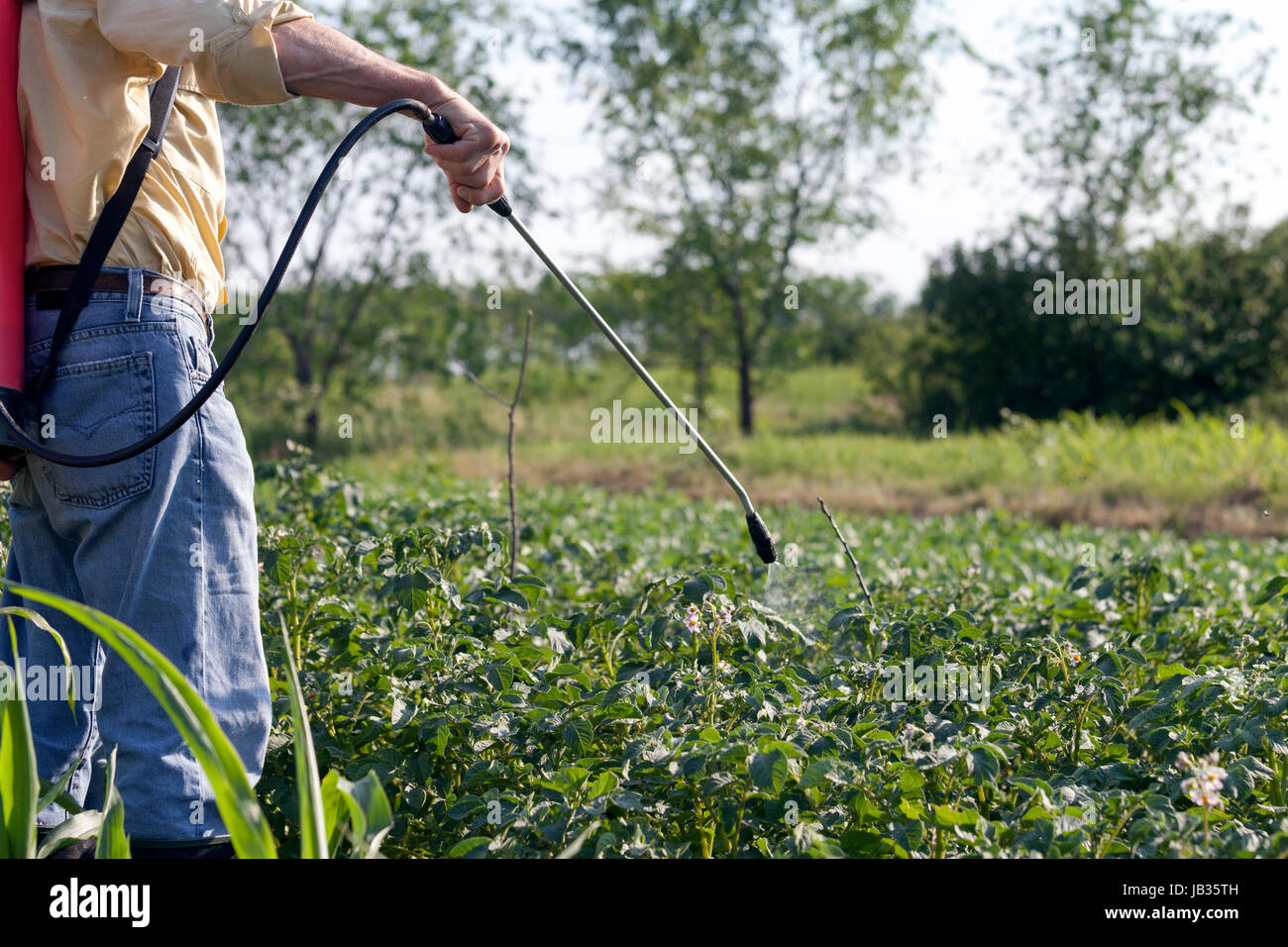 Protecting potatoes spray hand spray, Selective focur and small depth ...