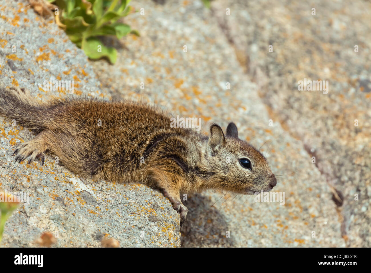 A young ground squirrel enjoy a sunny morning Stock Photo - Alamy
