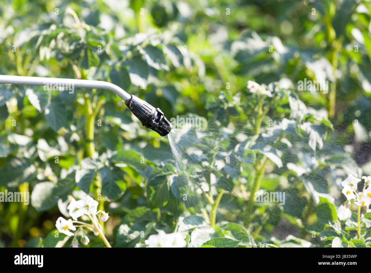 Protecting potatoes spray hand spray, Selective focur and small depth ...