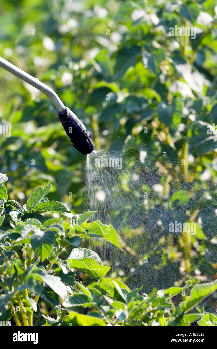 Protecting potatoes spray hand spray, Selective focur and small depth ...