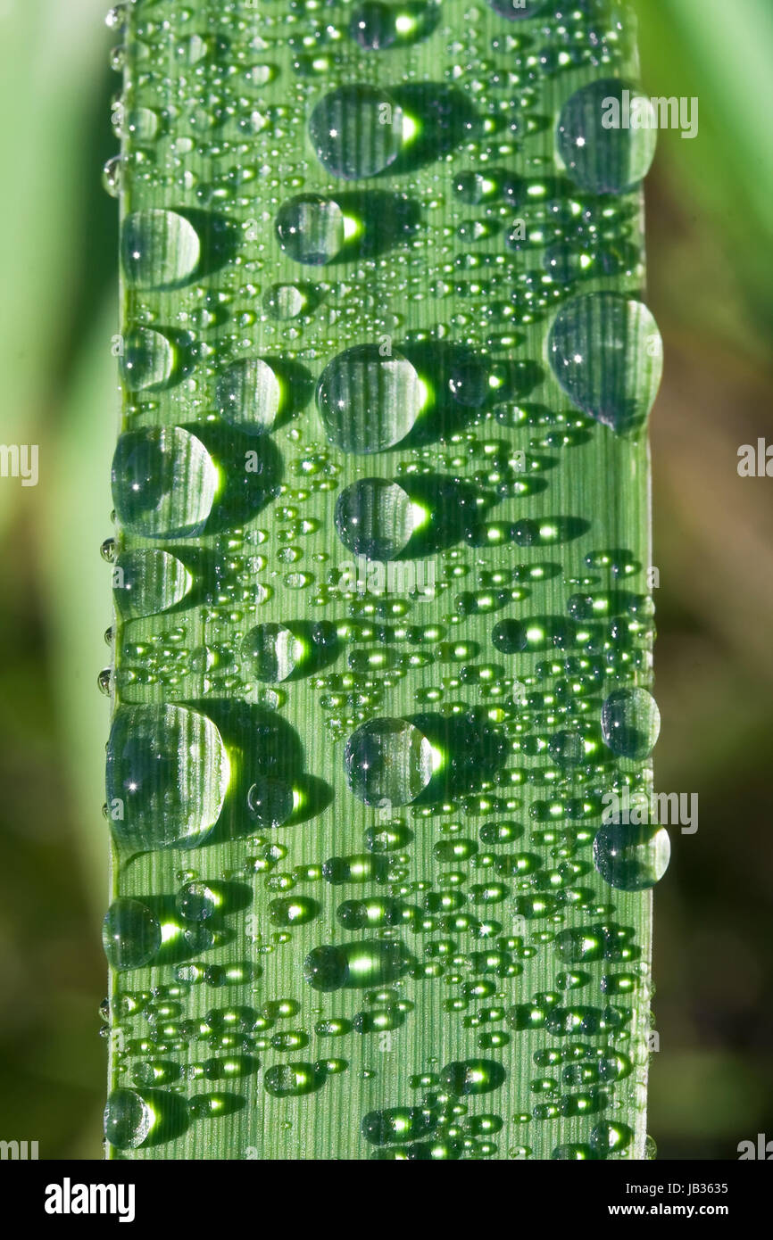 Close up view of the dew water drops on a plant Stock Photo - Alamy