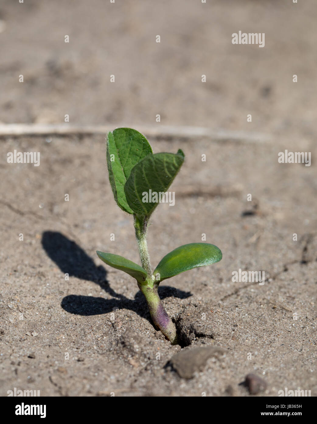 Soybean Seedling Chloride And Soybean: What To Know About Potash