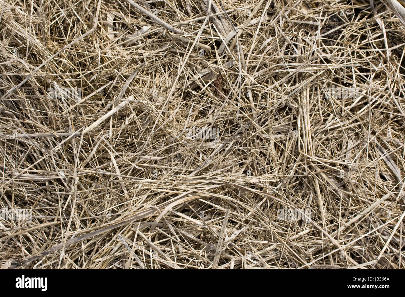 Fresh hay texture close up Stock Photo - Alamy