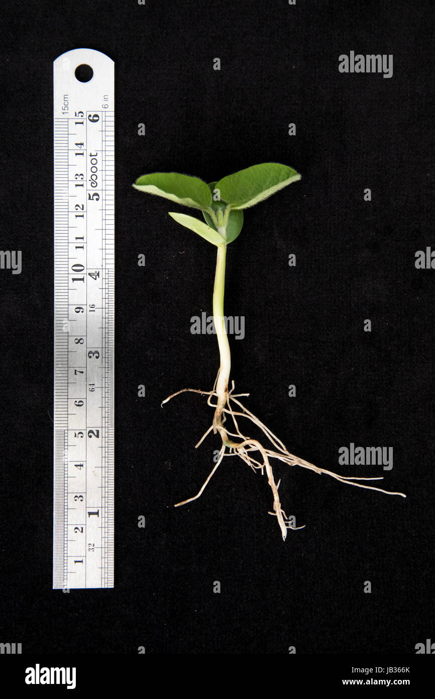 Soybean plant roots hi-res stock photography and images - Alamy