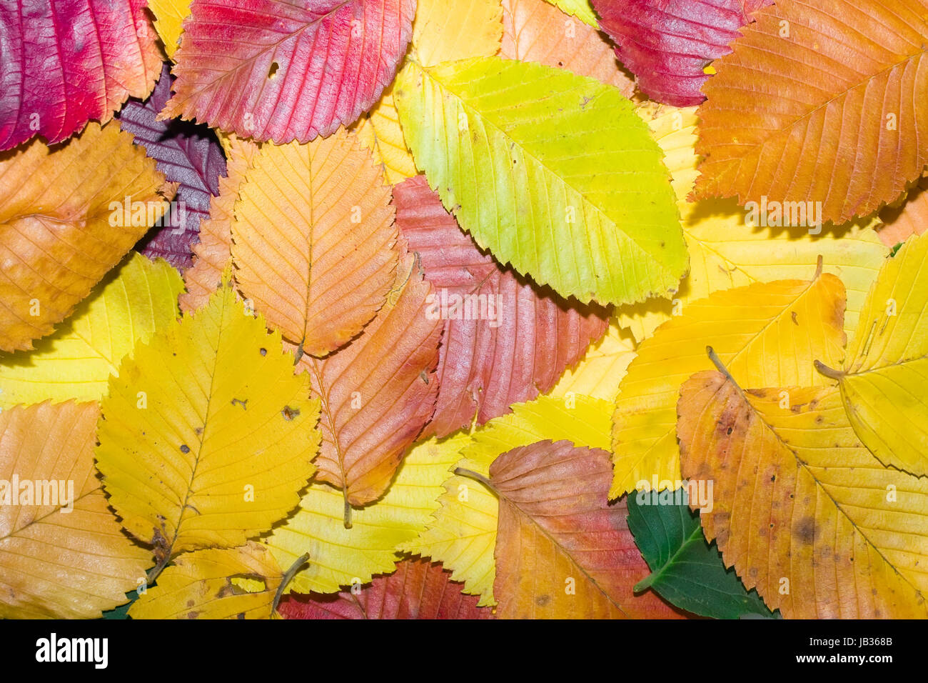 Beautiful leaves background Stock Photo - Alamy