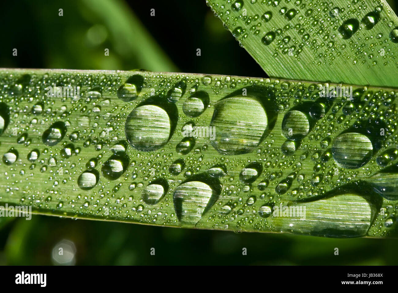Close up view of the dew water drops on a plant Stock Photo - Alamy